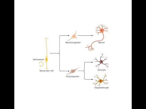 Neural Stem Cell Differentiation Pathways and Lineage-Specific Markers