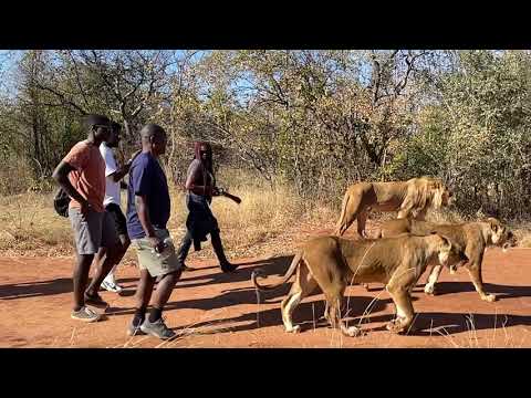 Walking with the lions Mukuni Big 5 Safaris, Livingstone, Zambia πΏπ².