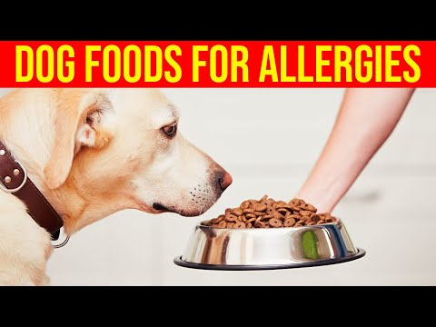 7 Best Foods For Dogs With Allergies/ Amazing Dogs