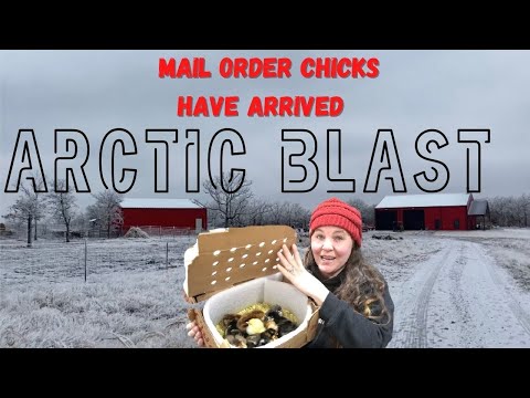 Mail Order Chicks In A Blizzard? Our Spring Chicks Have arrived during this Arctic Blast