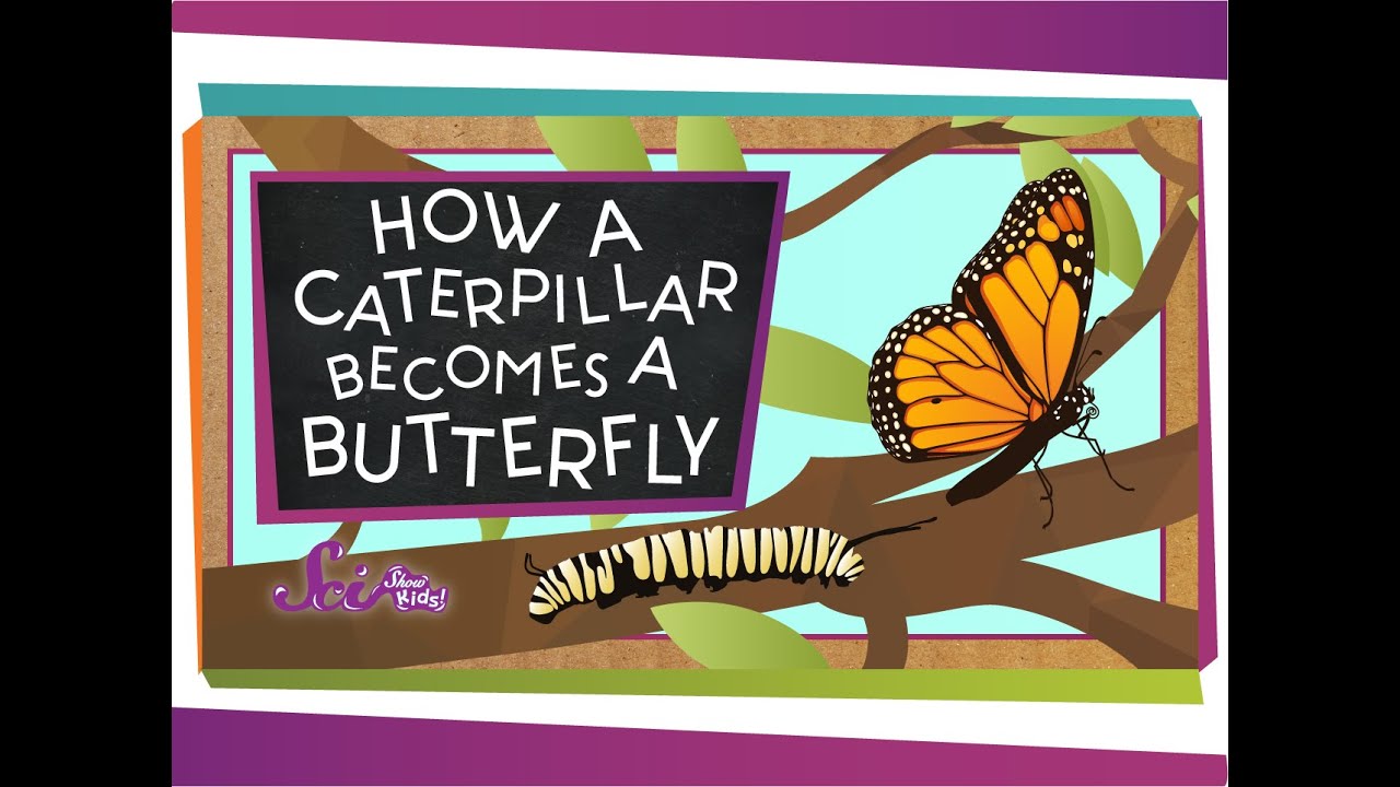 How Does a Caterpillar Become a Butterfly? | Amazing Animals | Spring is Here | SciShow Kids