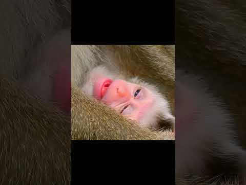 Leo and Rainbow B=gging for milk.!!!!#monkey #animals #short #Rainbow