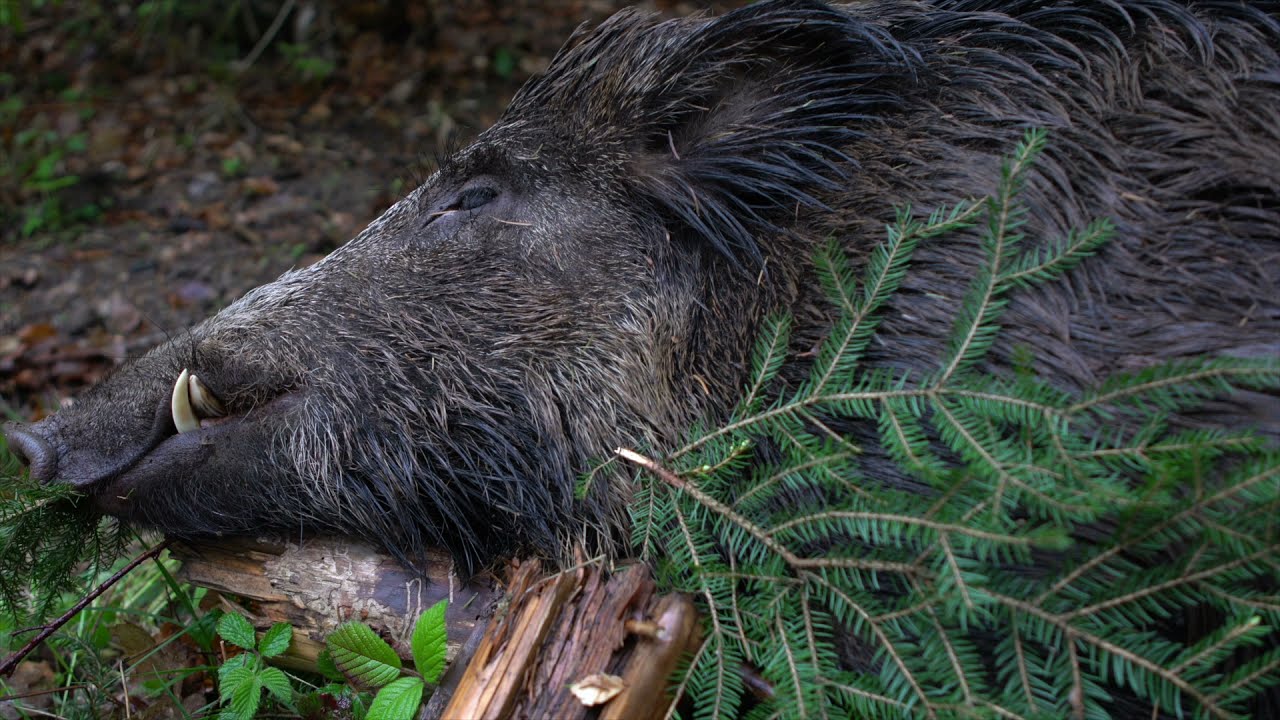 Trailer Keiler im Eifelland