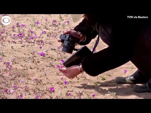 WEB EXTRA :Chile's Atacama Desert Blooms in Rare Phenomena