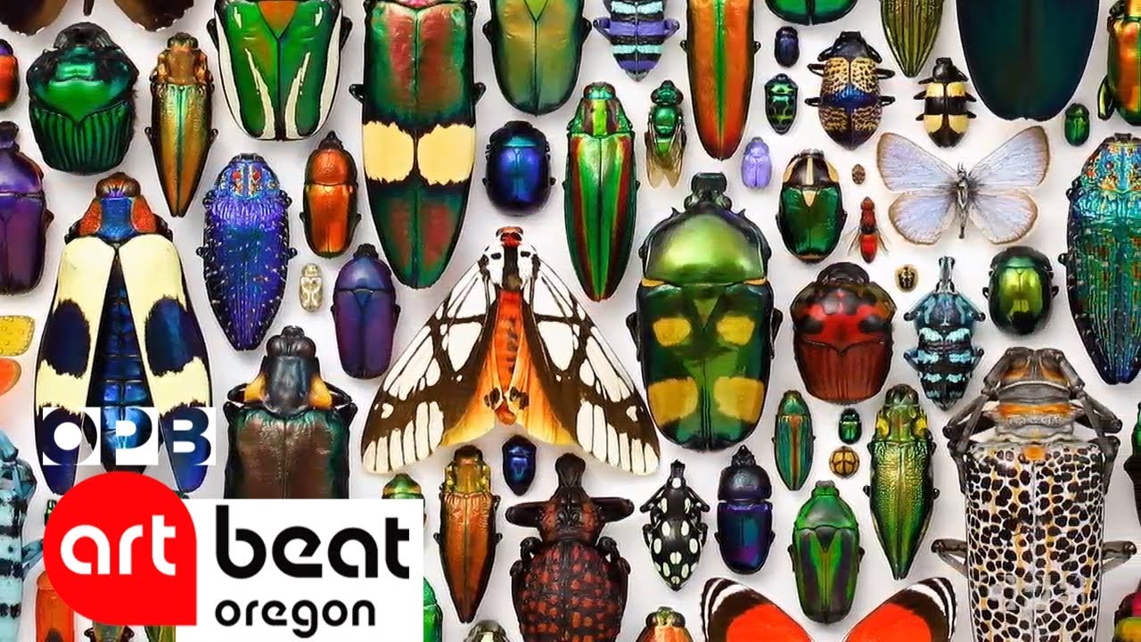 Christopher Marley Combines Nature and Art in Latest Exhibit | Oregon Art Beat