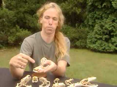 Feeding adaptations in structure and function
