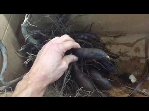 Yacon!!!