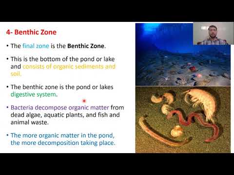 Benthic Zone Animals