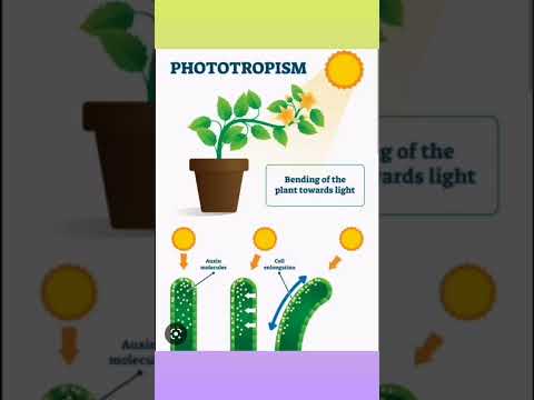 Why sunflower 🌻 follow sun? (in Tamil) #Heliotrope #phototropism #auxin