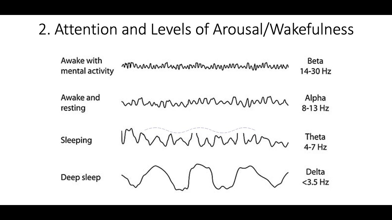 8.2. Levels of Arousal/Wakefulness, Fundamentals of Cognitive Neuroscience Course, Session 8, Part 2