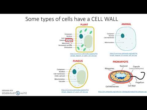 Cell walls