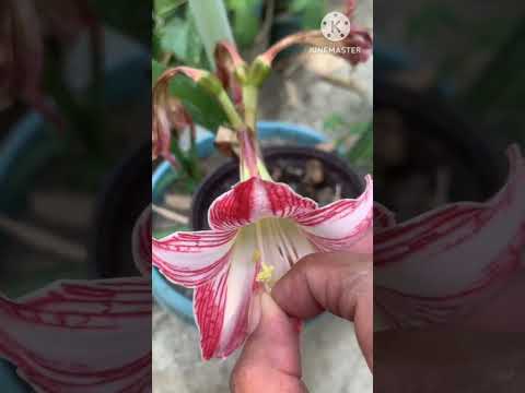 Easy Method in Cross pollinating Plants Or Flowers #plants #yearofyou #shortvideo #pollination