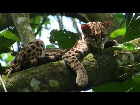 Flora & Fauna of Costa Rica