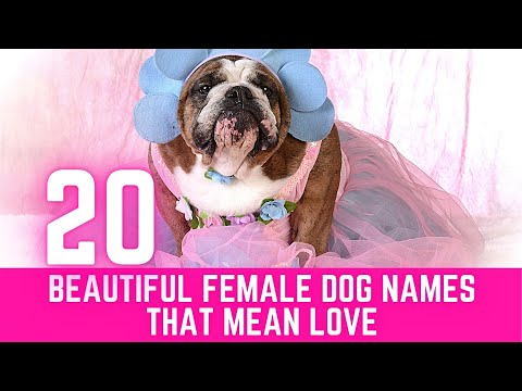 20 Beautiful Female Dog Names That Mean Love ! Pet Names 2021