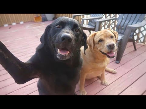 99.9% Can’t stop laughing at these dog 😂 Funny Dog Videos 2025
