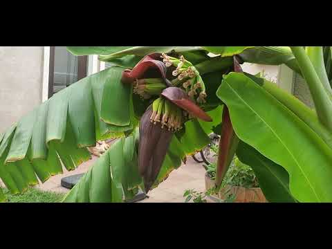 Growing Raja Puri πBananaπ Fruiting in Northern California/Bay Area Zone 9B