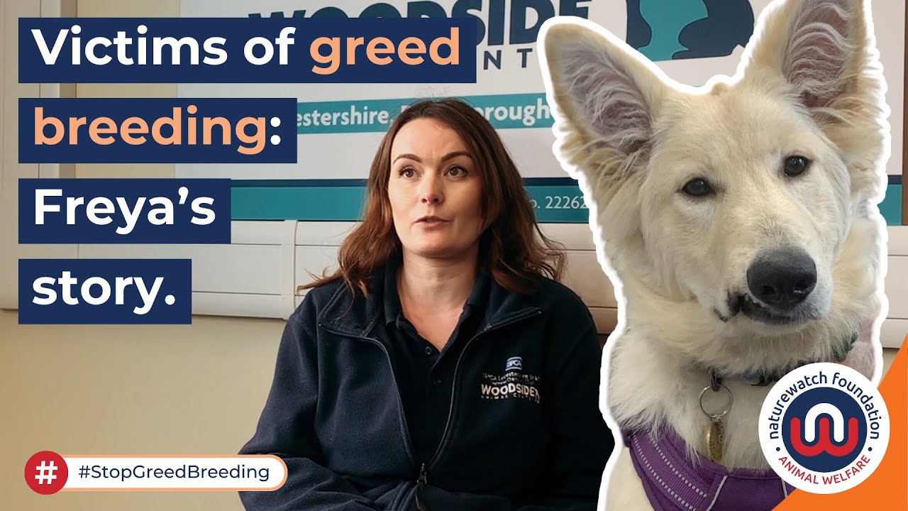 Why We Need To Stop Greed Breeding | Naturewatch Foundation