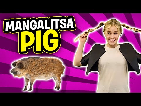 Mangalitsa Pig