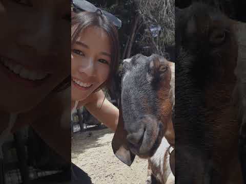 WHAT TO DO IN MELBOURNE | Melbourne Travel Vlog | Collingwood Children's farm | Travel diary