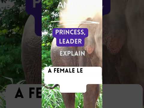 AMiRA name meaning and explaination#youtubeshorts #shortvideo #youtube #ytshort