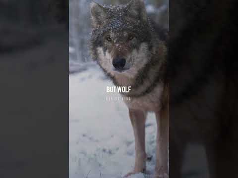 Wolf sigma rule status 😈😈 wolf attitude #wolf #attitude #shots #viral