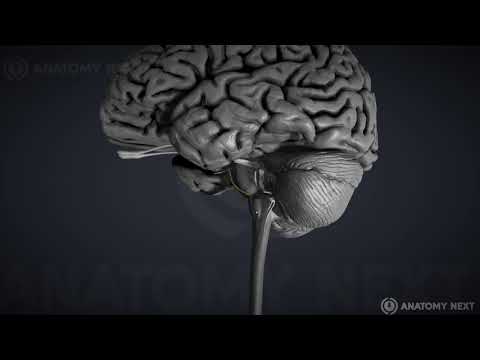 Nervus Abducens origin