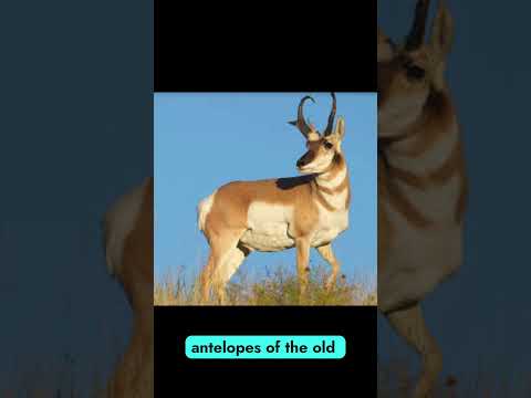 Pronghorn Antelope : The Second Fastest Land Animal #facts #ProngHornAntelope #antelope #animals