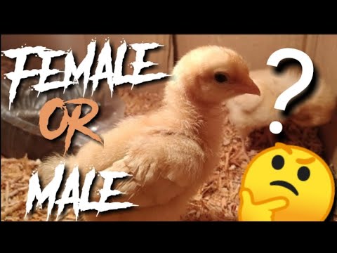How To Identify Male and Female Buff Orpington Chicks  |  Feather Sexing | Heritage Chicken #ABX