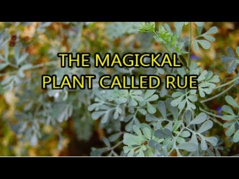 What is Rue? I The Spiritual properties of( plants, oil and water) Rue
