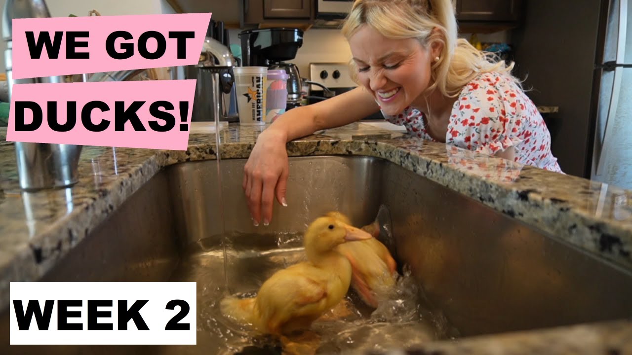 WE GOT DUCKS! (Week 2)