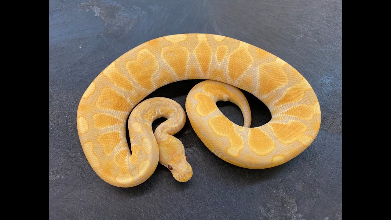Wild Toffee Ball Python combos and more egg-cutting!