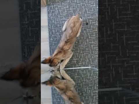 Berger Picard puppy mirror