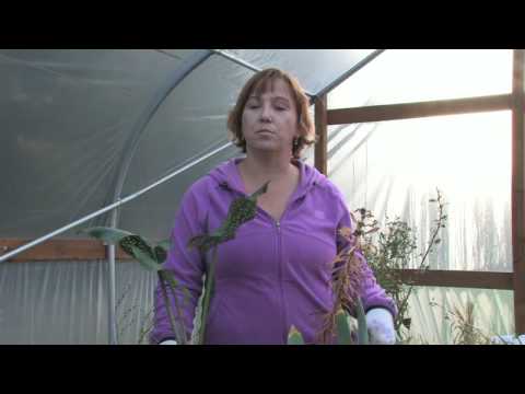 Plant Care & Gardening : Why Do Plants Need Sunlight?