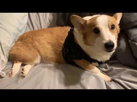 Winston's feet – The traveling's of corgi feet