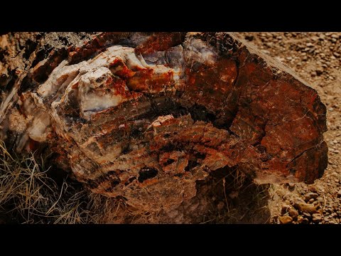 Ancient Marvel: Petrified Opal Tree Trunk in Arizona Dating Back 225 Million Years | WorldWeet