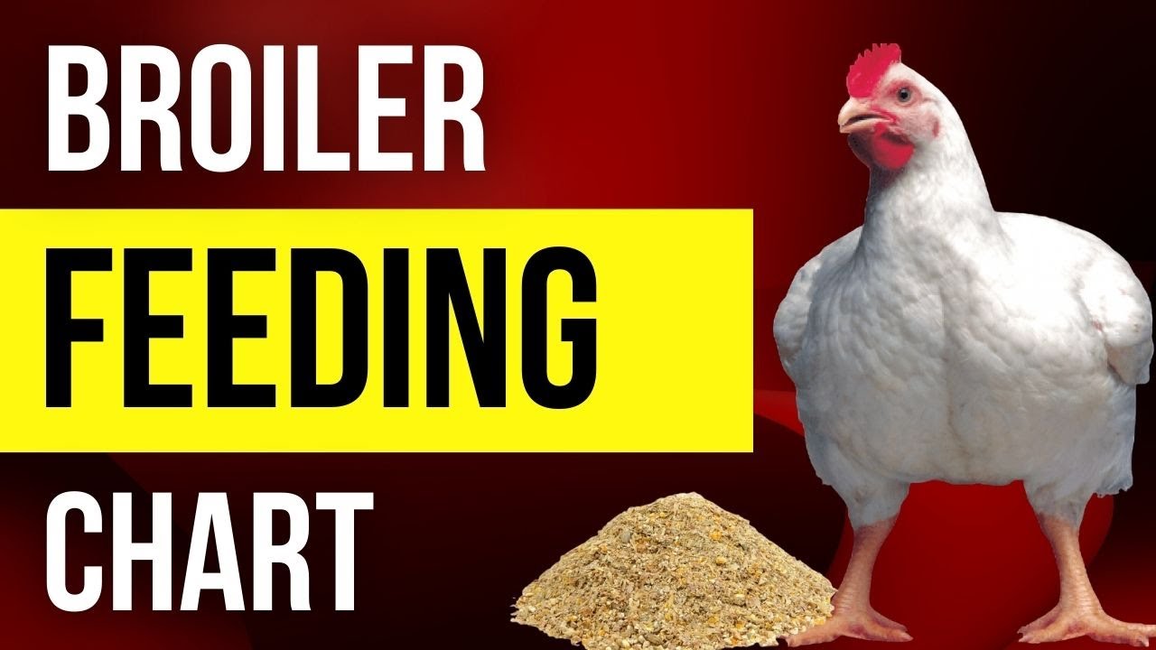 Broiler Feeding Guide & Chart for Week 1-10 (Day 0-70)