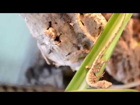 Anolis sagrei Plays Dead – Anole Annals