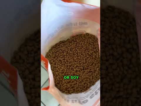 CANIDAE All Life Stages Chicken Meal & Rice Formula Review 40 lb Bag #unboxing #shorts #dogfood