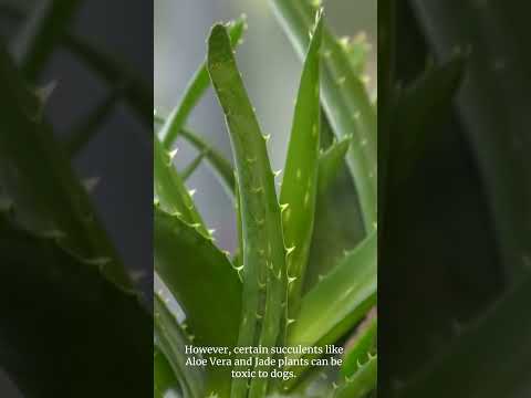 Are Succulents Poisonous for Dogs ?