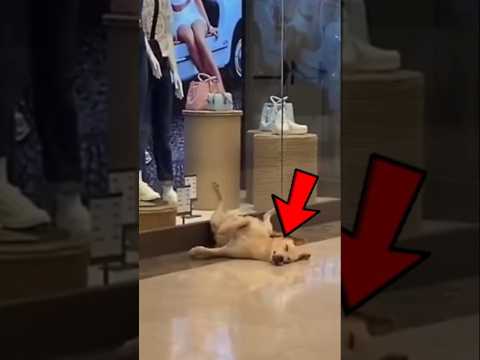 This dogs are so sleepy mode 😨