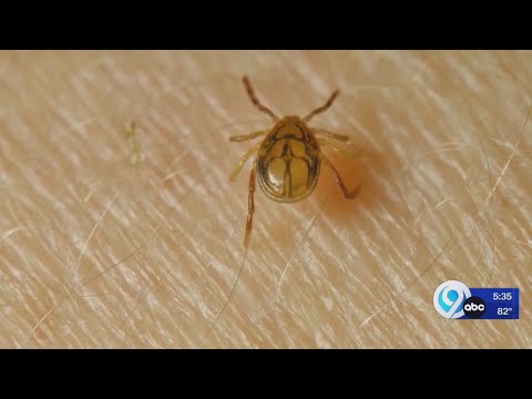 A doctor speaks on mosquito and tick viruses