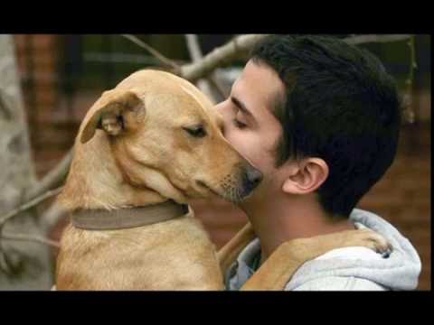 The most intelligent dogs in the world