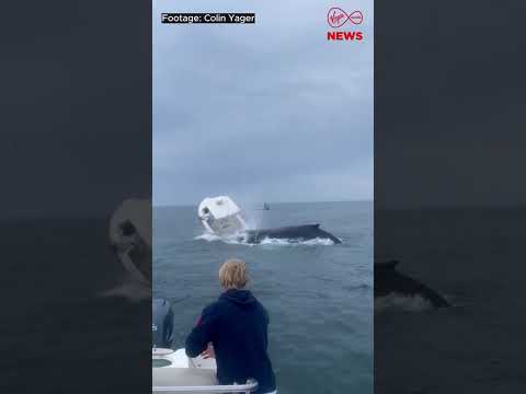 Whale Capsizes Boat in New Hampshire