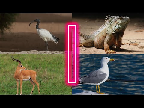 Incredible Animals Starting with 'I' You’ve Never Seen Before!