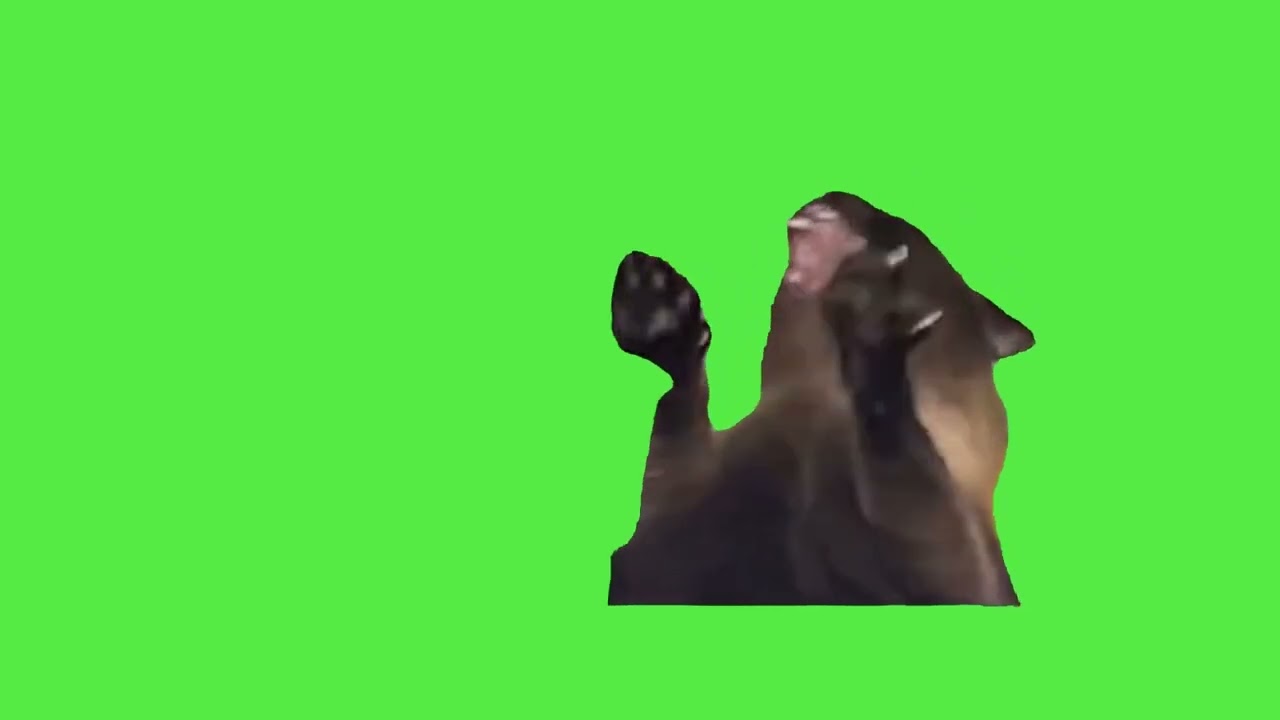 Very angry cat green screen