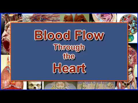 Blood Flow Through the Heart