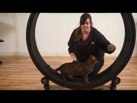 How-to: Training your cat to use the Cat Exercise Wheel