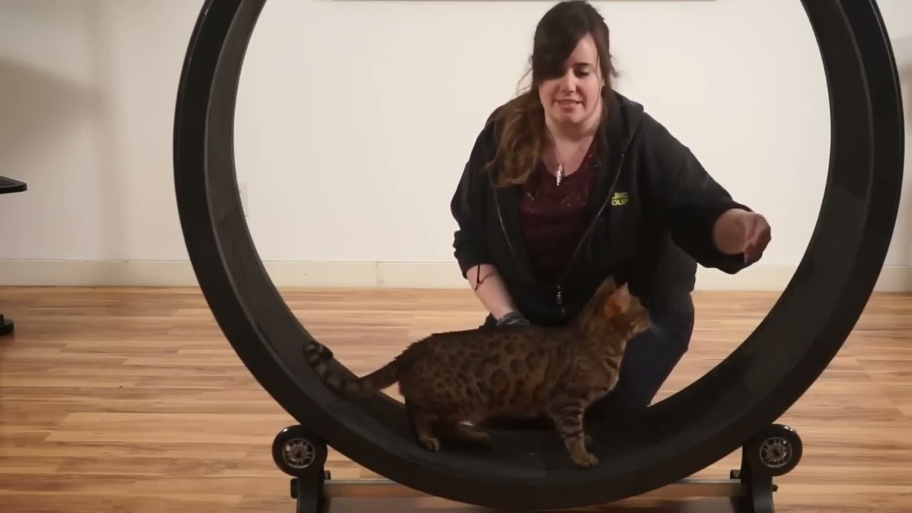 How-to: Training your cat to use the Cat Exercise Wheel