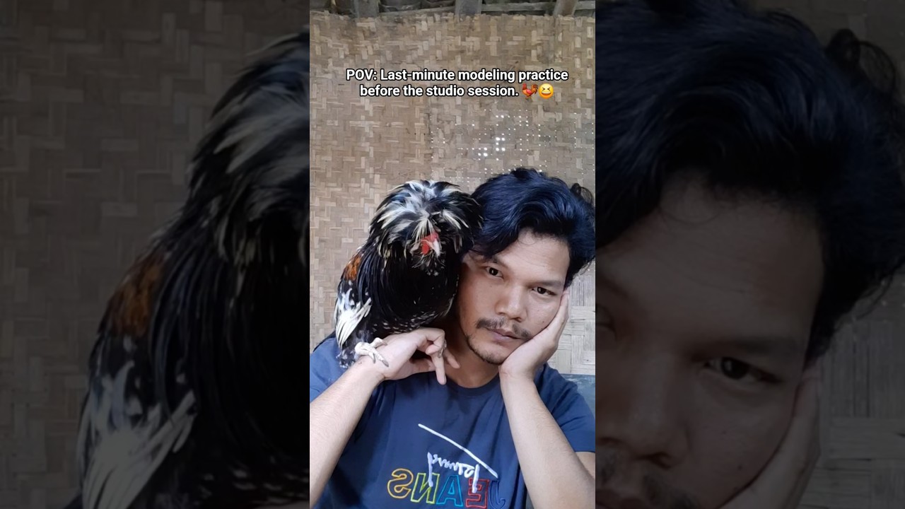 Wait for his final pose! 🐓📸 #rooster #funnyanimals #photoshoot #behindthescenes #petmodel