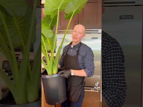 Alocasia Plant Repoting | Elephant Ear Plant | #alocasia #plants #elephantearplant #gardening